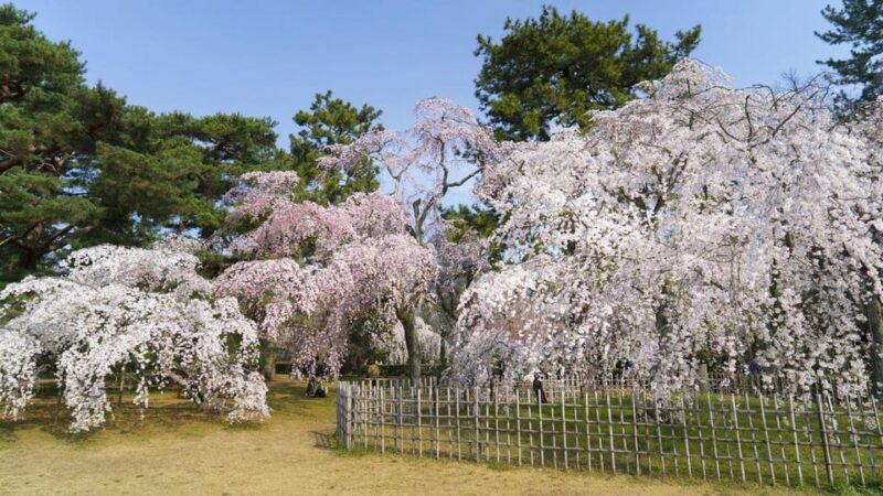 Kyotos Cherry Blossom Beauty: A 4-Hour Sakura Stroll - Key Points