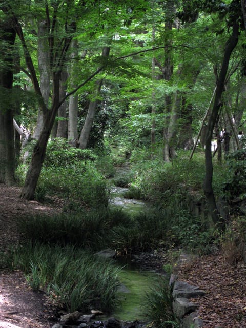 Kyotos Cherry Blossom Beauty: A 4-Hour Sakura Stroll - Encountering the Dragon at Shokoku-ji Temple