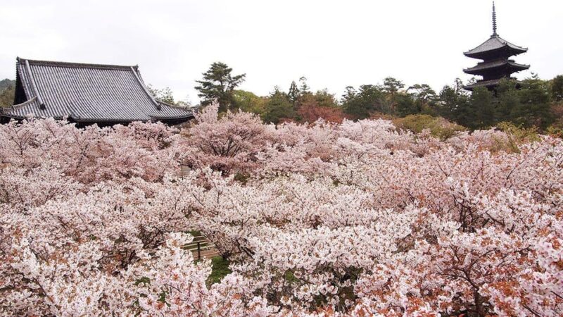 Kyotos Cherry Blossom Splendor: A 3-Hour Sakura Tour - Itinerary Highlights