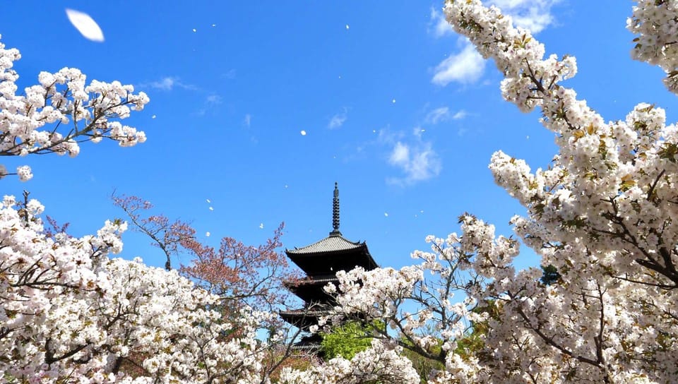 Kyotos Cherry Blossom Splendor: A 3-Hour Sakura Tour - Transportation and Accessibility