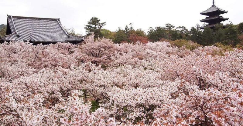 Kyotos Cherry Blossom Splendor: A 3-Hour Sakura Tour - Booking Information and Flexibility
