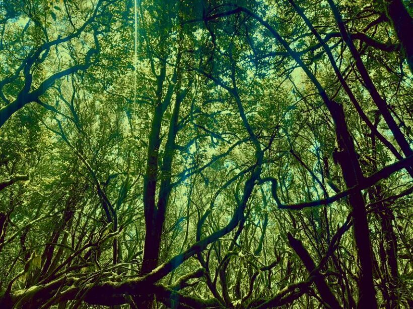 La Gomera: The Rain Forest (national park) - Introduction