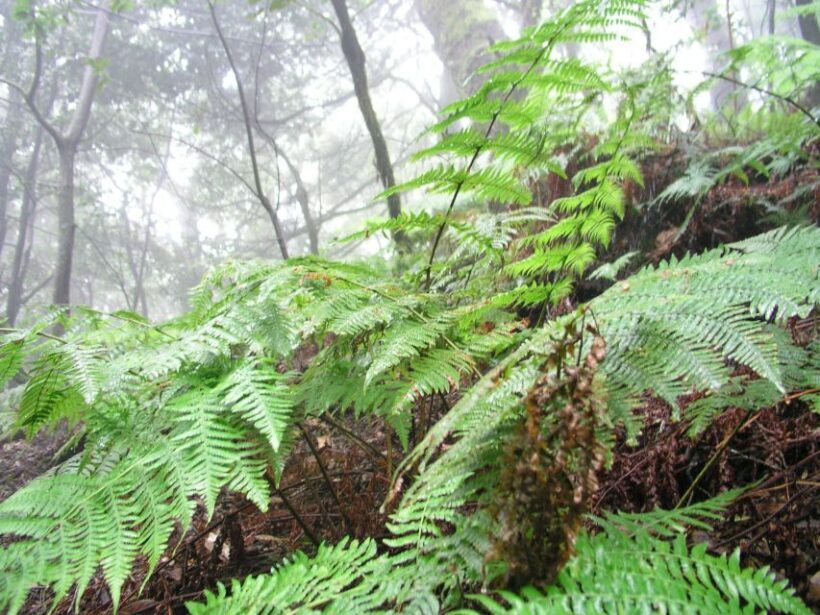 La Gomera: The Rain Forest (national park) - Detailed Breakdown of the Itinerary