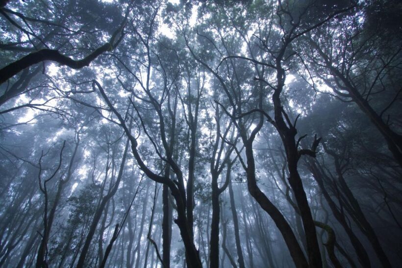 La Gomera: The Rain Forest (national park) - FAQs