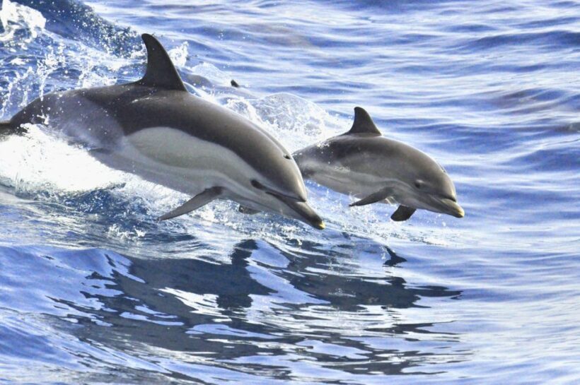 La Gomera: Whale Watching Tour on an Vintage Boat - Key Points