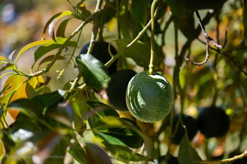 La Herradura Coffee Farm: tour in Europe's only plantation - FAQ