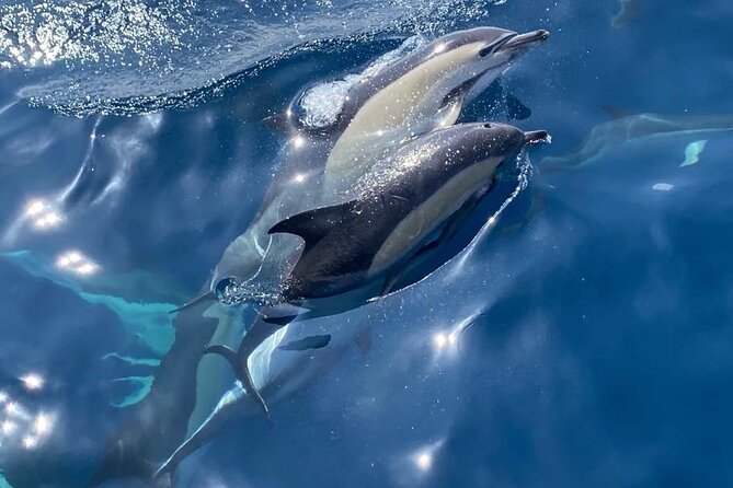 La Herradura: Sailboat With a View of Dolphins-Shared - Booking Information