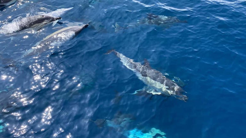 La Herradura: Sailing with a view of dolphins - Whats Included and Practical Tips