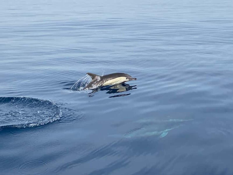 La Herradura: Sailing with a view of dolphins - Final Thoughts