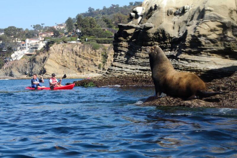 La Jolla: 2.5-Hour Kayak and Snorkel Tour - Guides and Group Dynamics
