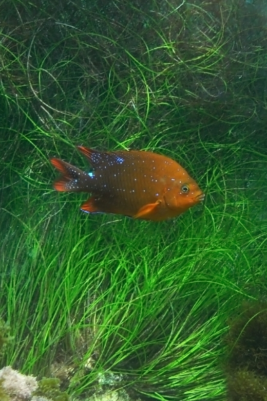 La Jolla: 2.5-Hour Kayak and Snorkel Tour - Practical Considerations