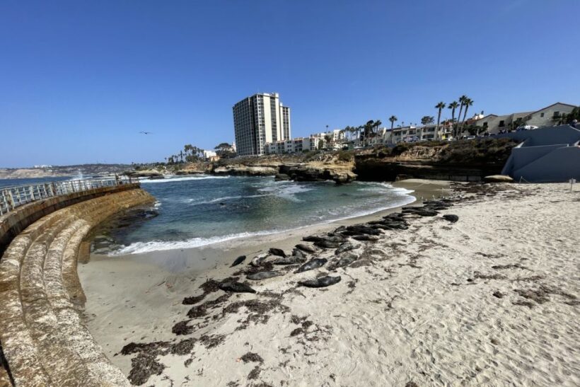 La Jolla: 2-Hour Guided Segway Tour - An Introduction to La Jolla’s Coastal Charm