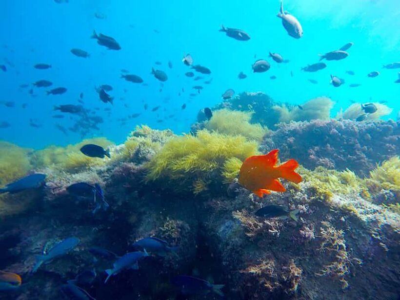 La Jolla: Full-Day Snorkel Gear Rental with Wetsuit Option - Why This Snorkel Rental Stands Out
