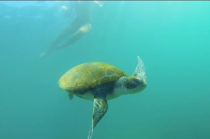 La Jolla Kayak and Snorkel Tour - What Makes This Tour Stand Out?