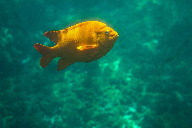 La Jolla Kayak and Snorkel Tour - FAQ