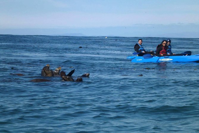 La Jolla Sea Caves Kayak Tour For Two (Tandem Kayak) - Who Will Love This Experience?