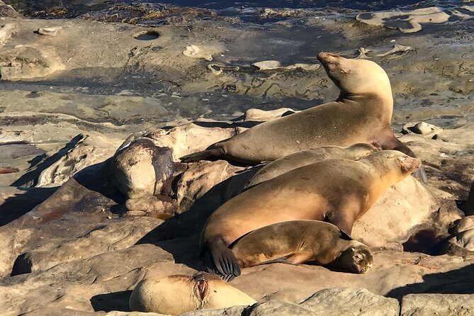 La Jolla Segway Tour - Analyzing the Cost and Value