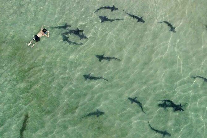 La Jolla Snorkel with the Leopard Sharks - What We Love About This Snorkel Experience