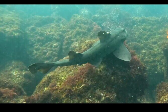La Jolla Snorkel with the Leopard Sharks - One Consideration or Drawback