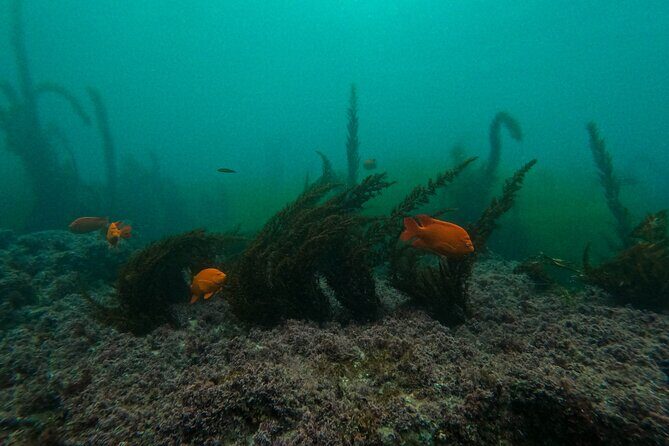 La Jolla Snorkel with the Leopard Sharks - A Closer Look at the Itinerary and What to Expect