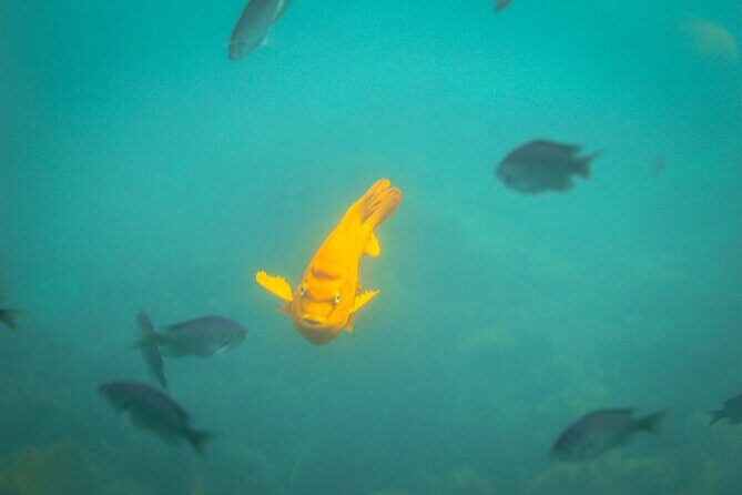 La Jolla Snorkel with the Leopard Sharks - Practical Details: Price, Duration, and Booking