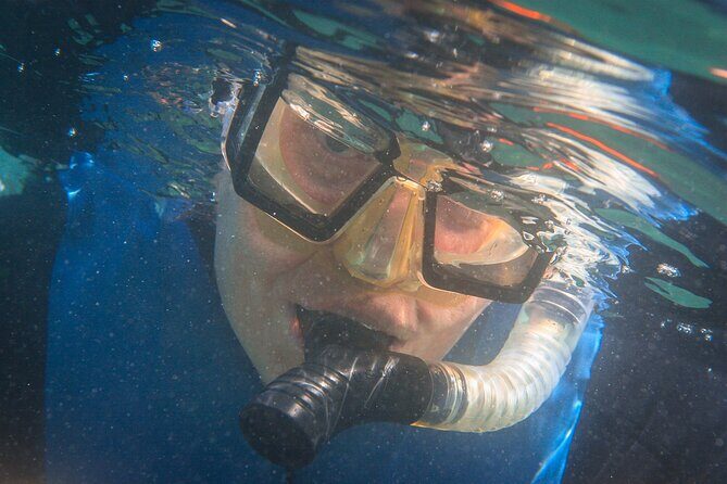 La Jolla Snorkel with the Leopard Sharks - The Review of Past Travelers