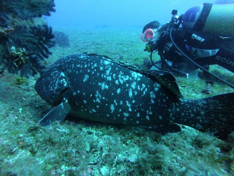 La Maddalena & Lavezzi : scuba diving for certified divers. - Key Points