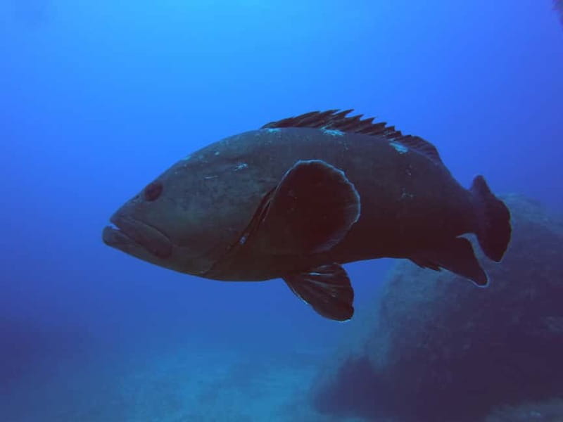 La Maddalena & Lavezzi : scuba diving for certified divers. - Why Choose This Tour?