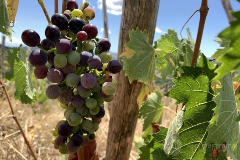 La Maliosa Farm Experience & Wine Tasting - Discovering La Maliosa Farm Experience & Wine Tasting: An Authentic Taste of Tuscany