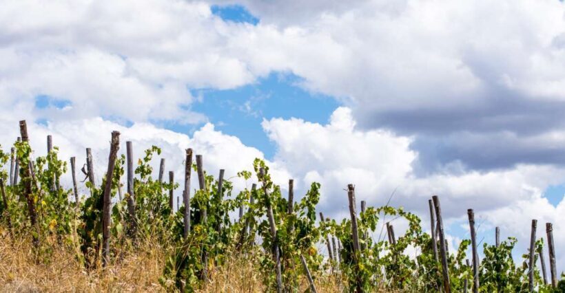 La Maliosa Farm Experience & Wine Tasting - Who Will Love This Tour?
