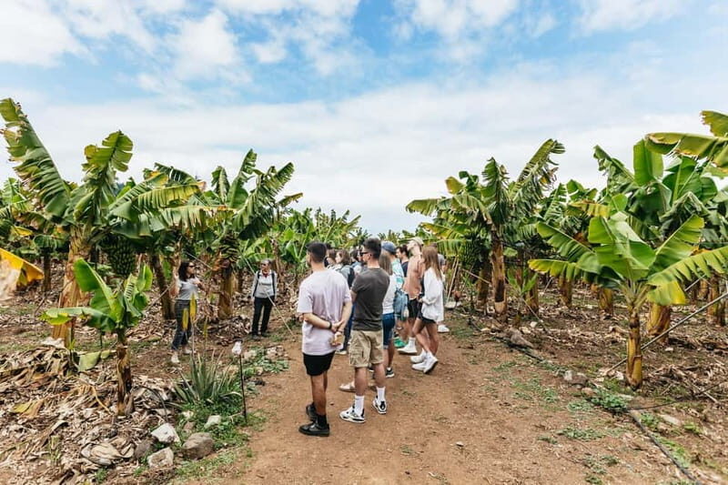 La Orotava: Eco Banana Plantation Tour with Banana Liquor - The Value of Visiting an Eco Banana Plantation