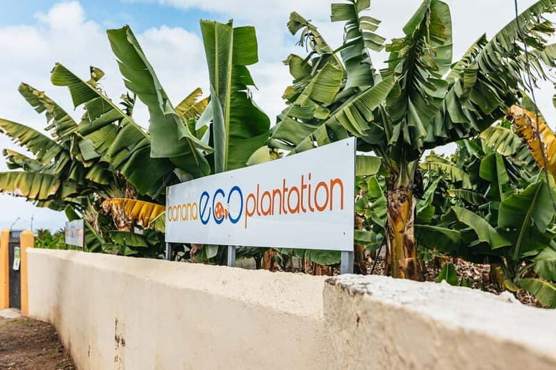 La Orotava: Eco Banana Plantation Tour with Banana Liquor - The Real Highlights: What Travelers Rave About