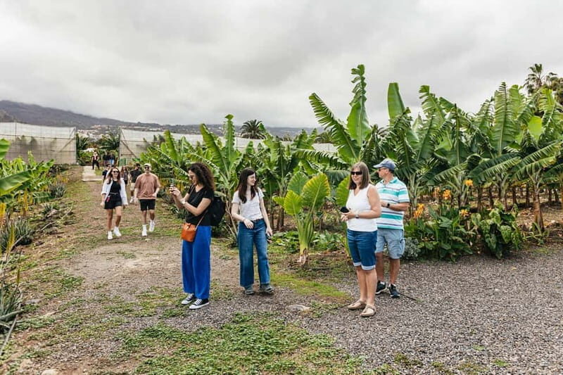 La Orotava: Eco Banana Plantation Tour with Banana Liquor - Who Should Consider This Tour?