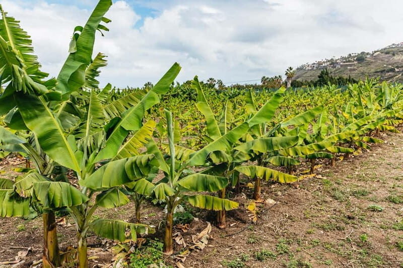 La Orotava: Eco Banana Plantation Tour with Banana Liquor - FAQ