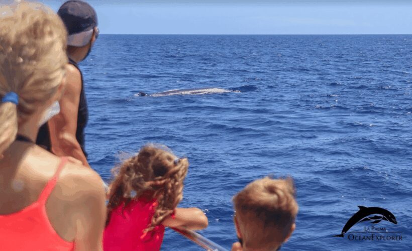 La Palma: 3-Hour Dolphin and Whale Watching Experience - An In-Depth Look at the Experience
