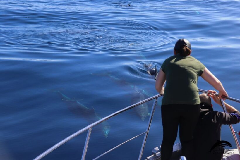 La Palma: 3-Hour Dolphin and Whale Watching Experience - FAQs