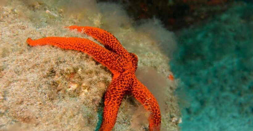 La Palma: Atlantic Snorkeling Tour with Full Gear Rental - An Introduction to the Experience
