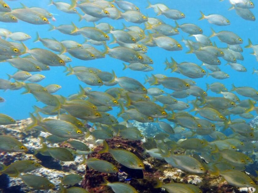 La Palma: Atlantic Snorkeling Tour with Full Gear Rental - Who Will Love This Tour?