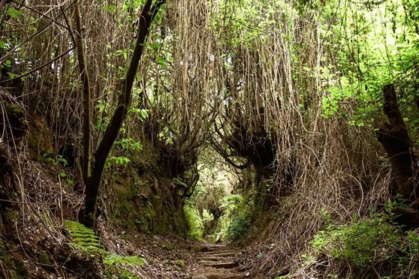 La Palma: Guided Trekking Tour To Cubo de la Galga - Final Thoughts