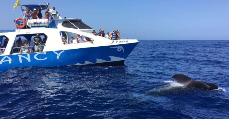 La Palma: Wildlife Viewing and Cumbre Vieja Boat Tour - An In-Depth Look at the Tour Experience