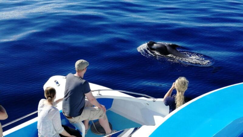 La Palma: Wildlife Viewing and Cumbre Vieja Boat Tour - FAQ