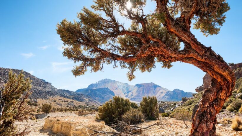 La Paz: 1-Day Uyuni Salt Flats Tour by Flight with hotel - Key Points