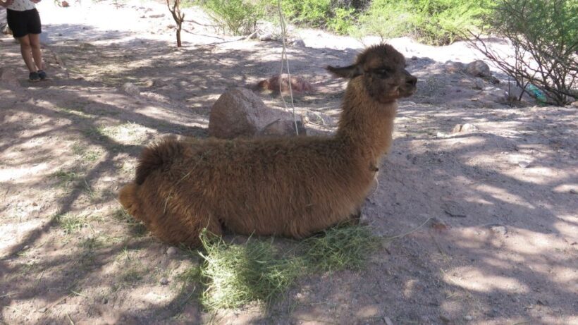 La Paz: 6-Day Private Best-of-Bolivia Tour with Flights - Day 6: Tihuanaco and the Ancient Ruins