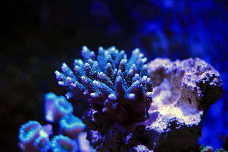 La Paz: Coral Farm Snorkel Tour - Key Points