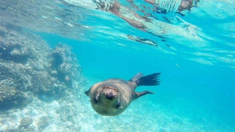 La Paz: Day Cruise & Snorkelling (w/sea lions) Food & Drinks - The Sum Up: Is This Tour for You?