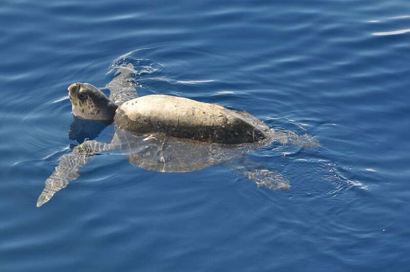 La Paz: Espiritu Santo Island Tour - Key Points
