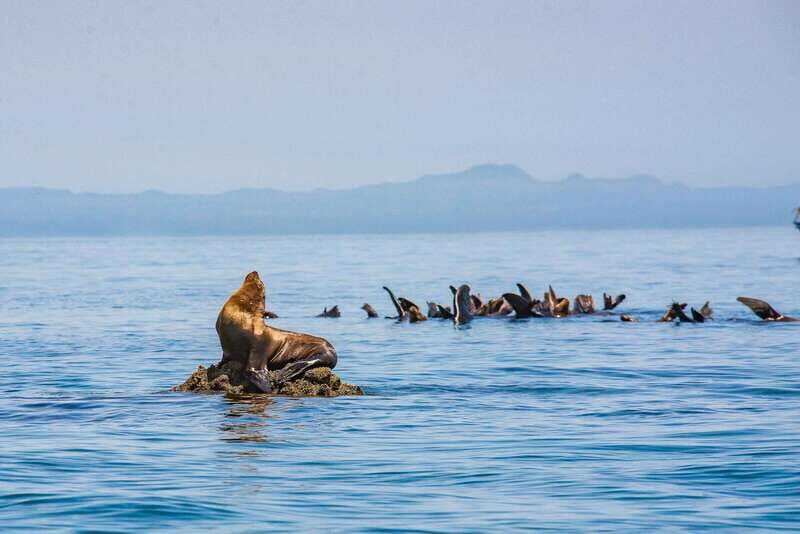 La Paz: Espiritu Santo Island Tour - FAQ