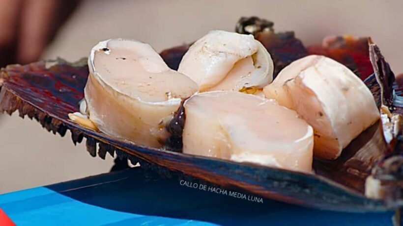 La Paz: Mangrove Adventure, Snorkeling and Shellfish Tasting - An In-Depth Look at the Tour