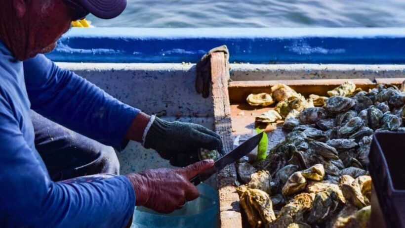 La Paz: Mangrove Adventure, Snorkeling and Shellfish Tasting - Analyzing the Value and Practical Details