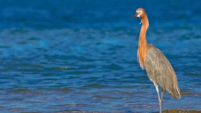 La Paz: Mangrove Adventure, Snorkeling and Shellfish Tasting - FAQs